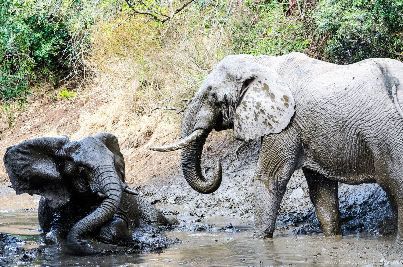 Touching encounter with Nana – the elephant grand mama of the Thula ...
